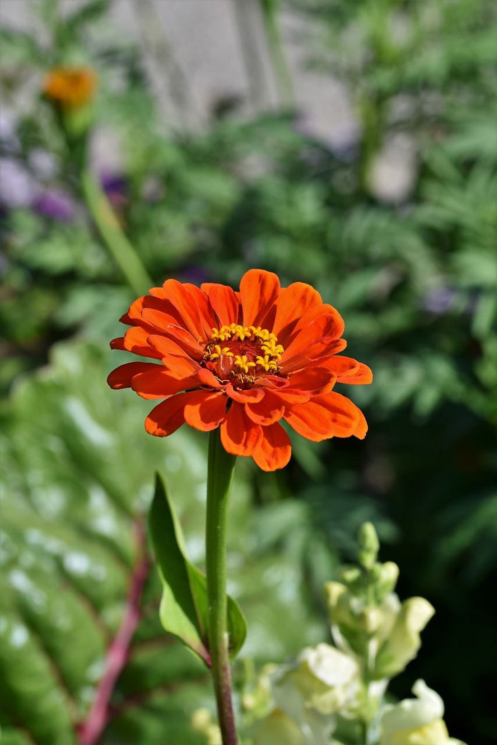 The Zinnia Guide – Plant Detectives
