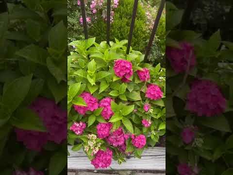 Pink Elf French Bigleaf Hydrangea – Plant Detectives