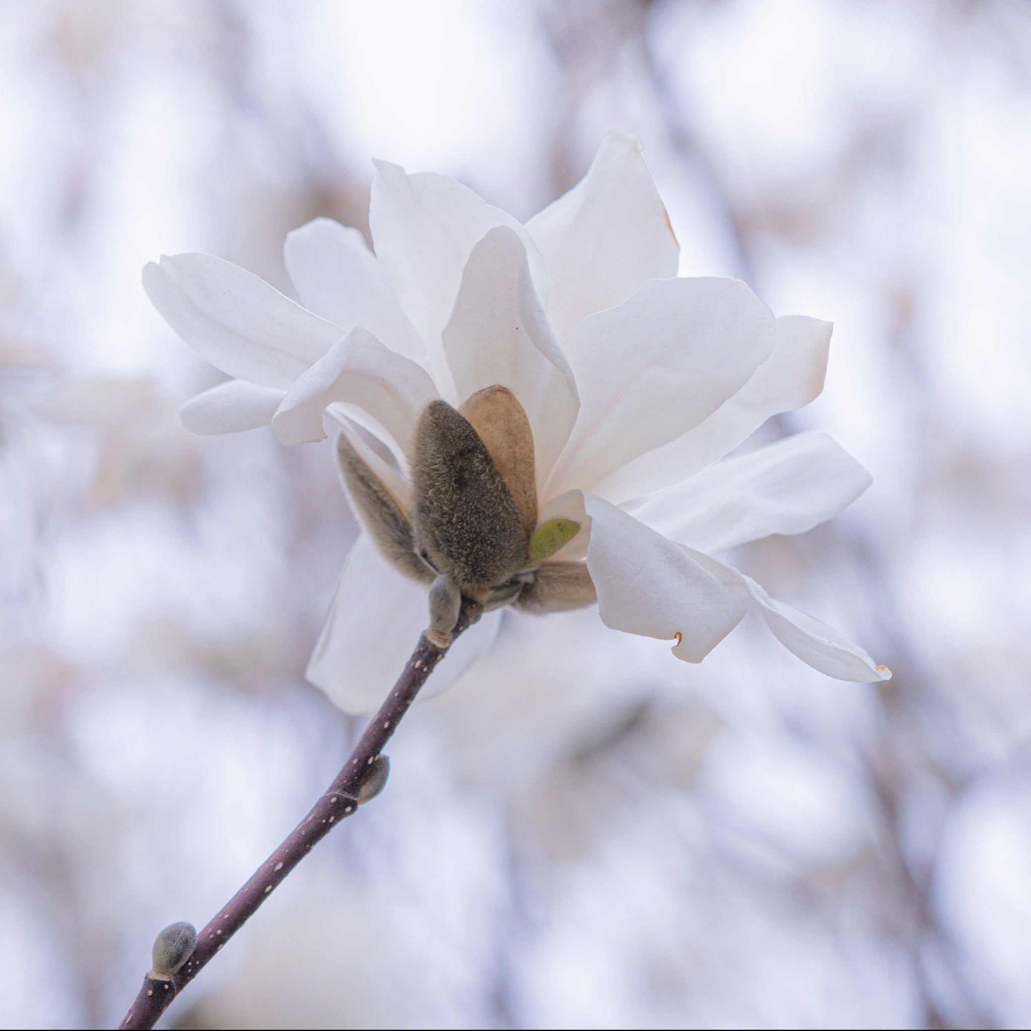 Plant of the Week - Merrill Magnolia – Plant Detectives